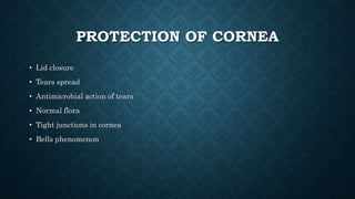 cornea 3 rd year 2023.pptx