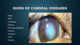 cornea 3 rd year 2023.pptx
