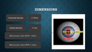 cornea 3 rd year 2023.pptx