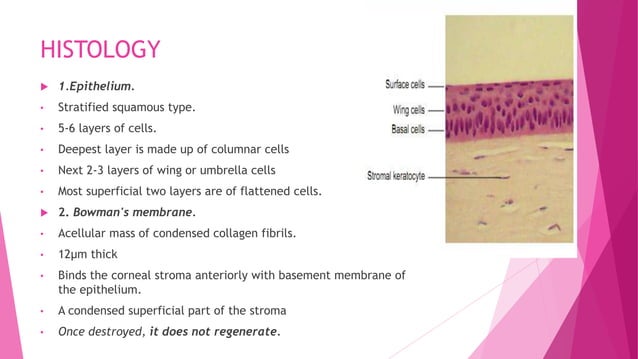 CORNEA anat and physio.pptx