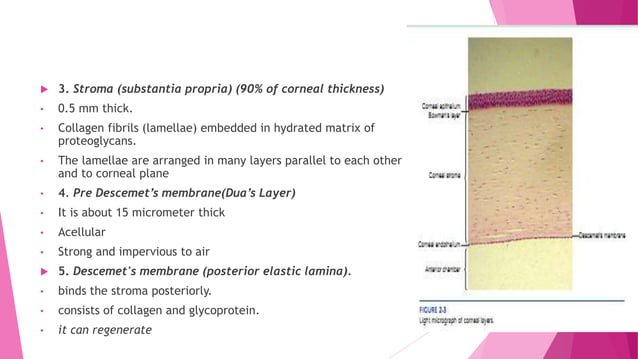 CORNEA anat and physio.pptx