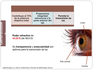 Cornea Anatomia.pptx