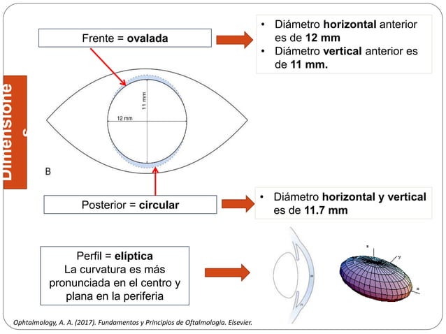 Cornea Anatomia.pptx