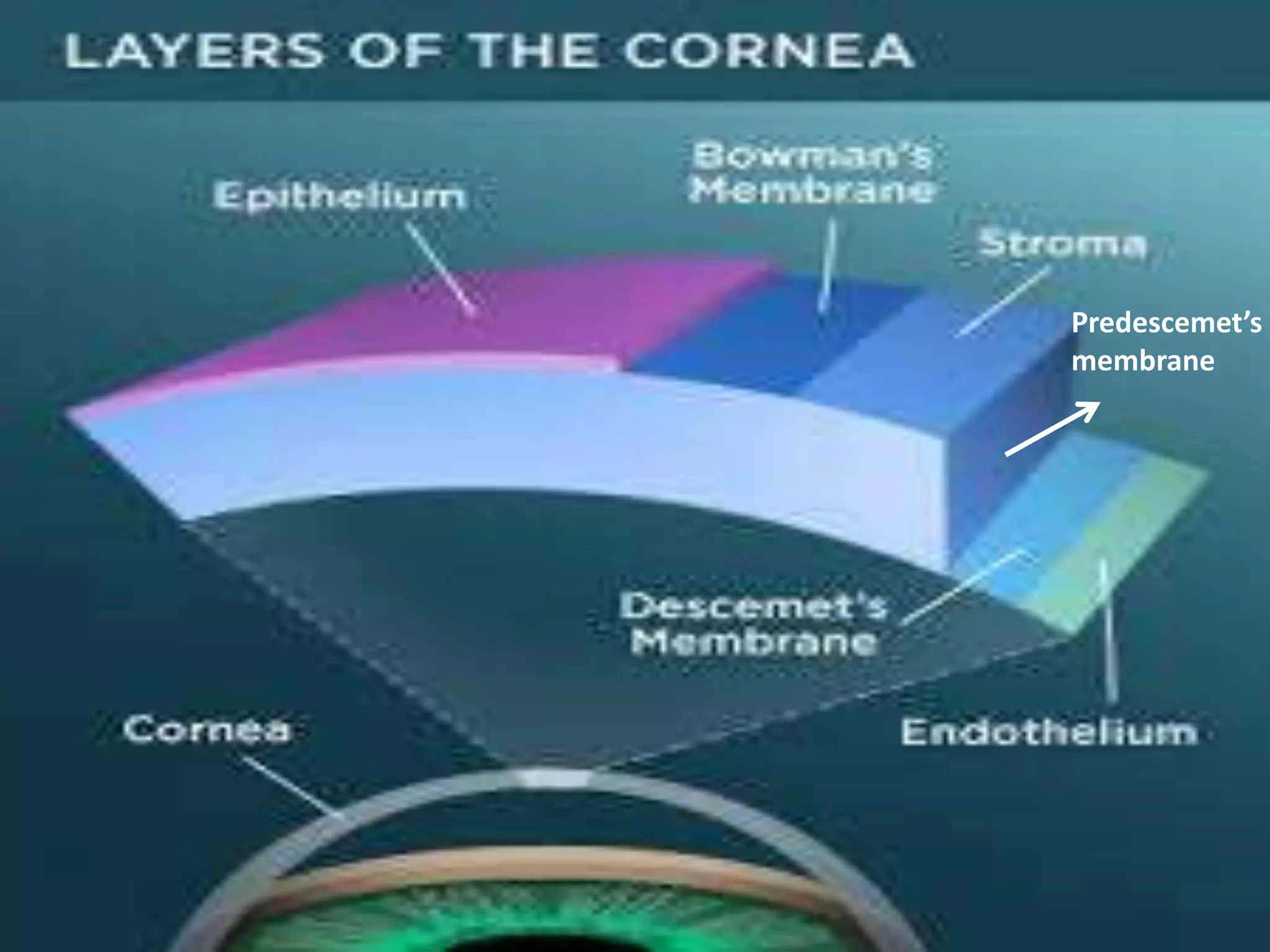 Cornea anatomy | PPT
