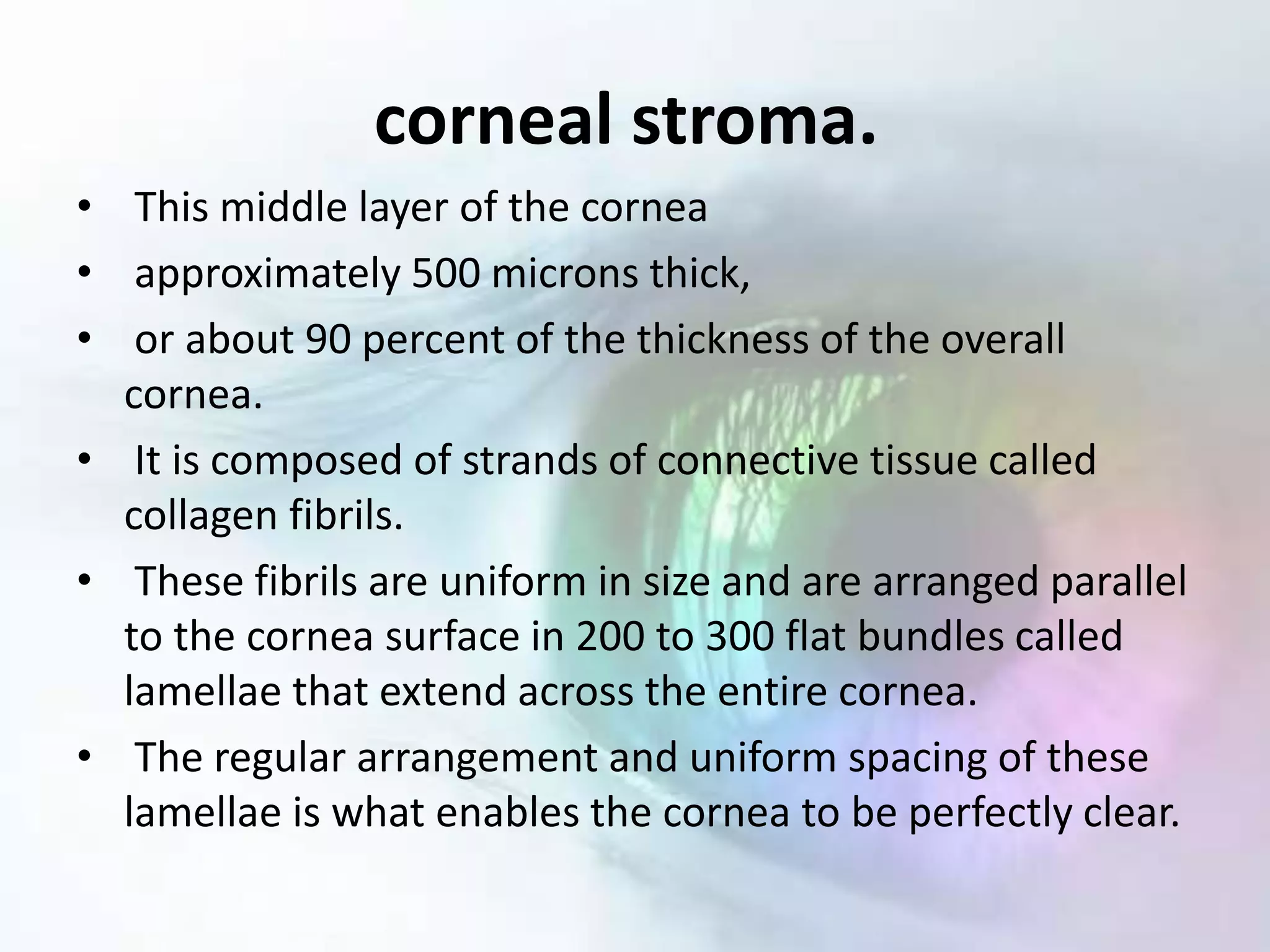 Cornea anatomy | PPT