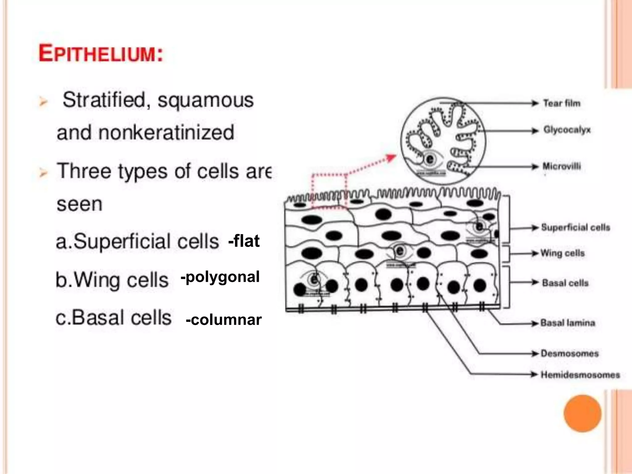 Cornea anatomy | PPT
