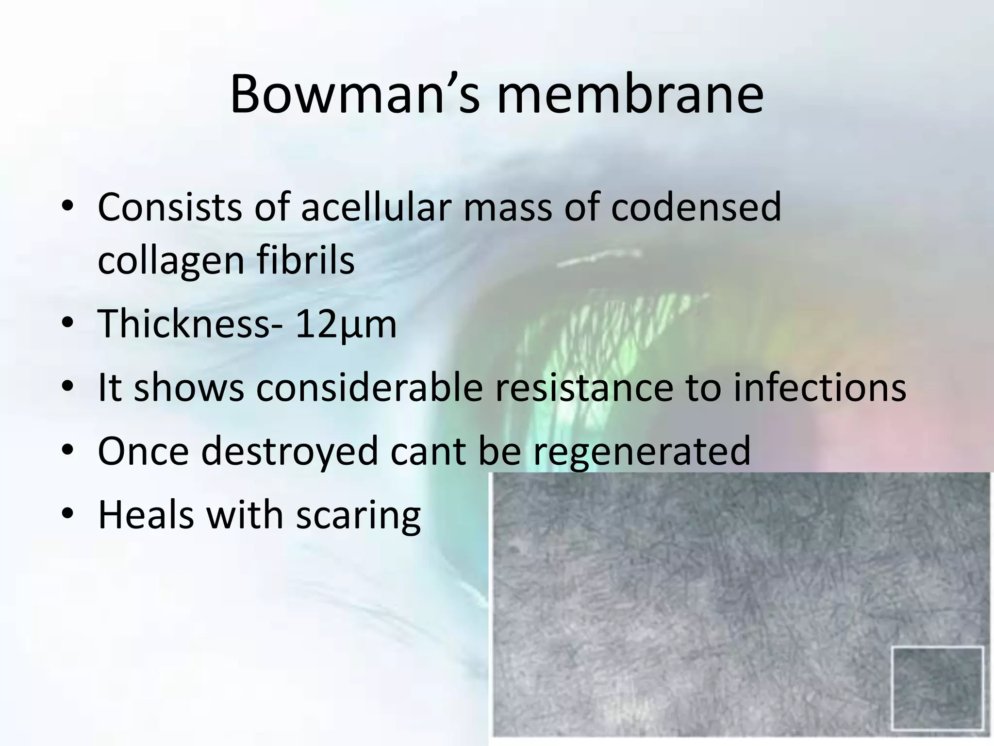 Cornea anatomy | PPT