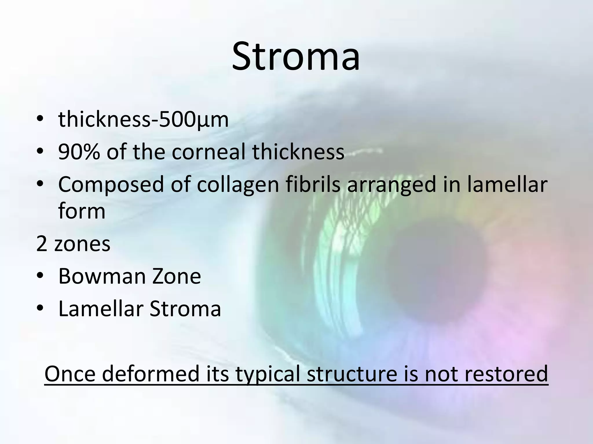 Cornea anatomy | PPT