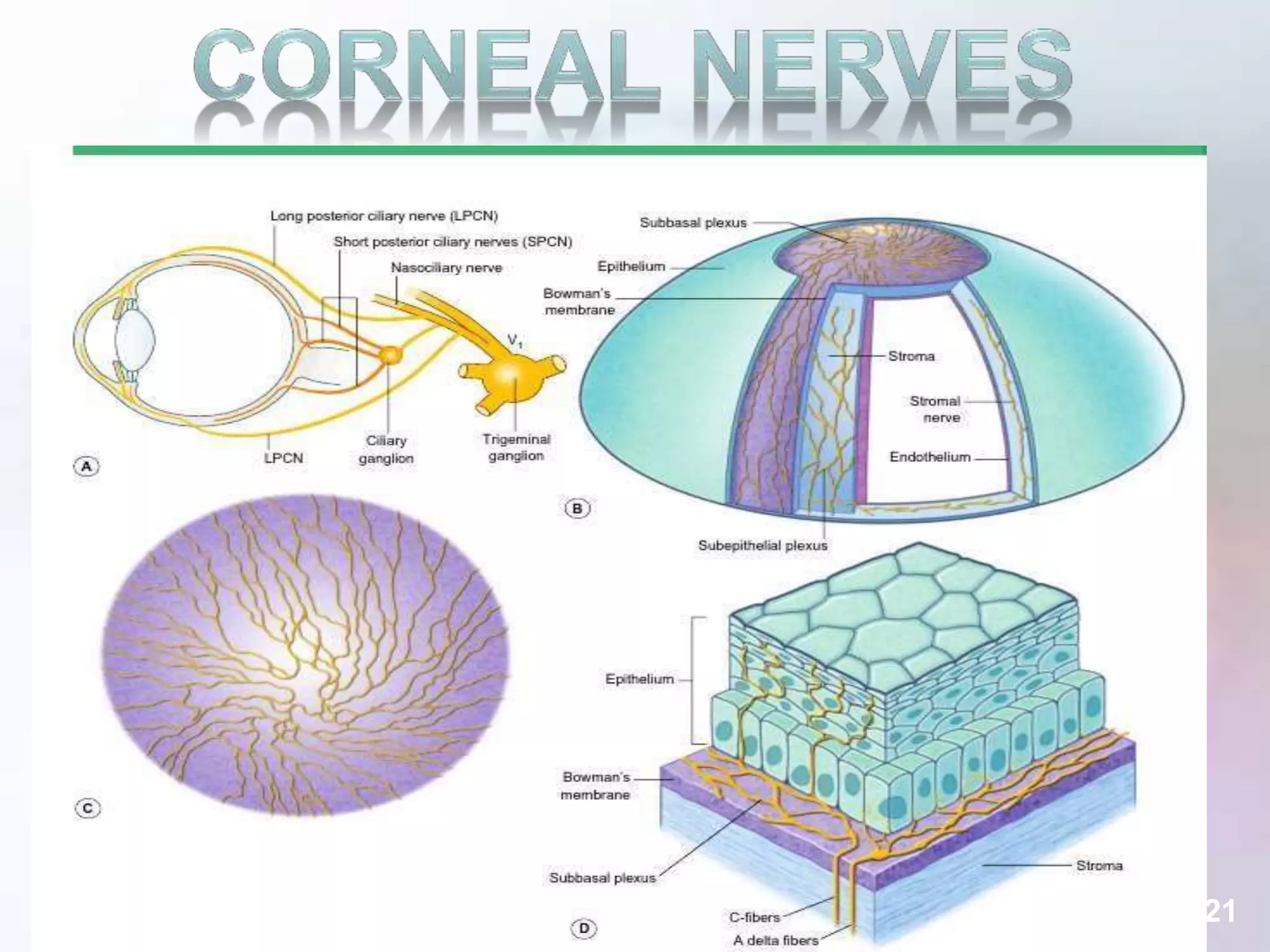 Cornea anatomy | PPT