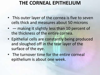 Cornea anatomy | PPTX