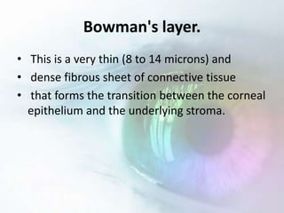 Cornea anatomy | PPTX