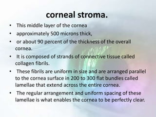 Cornea anatomy | PPTX