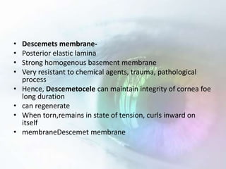 Cornea anatomy | PPTX