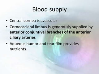 Cornea anatomy | PPTX