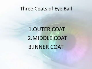 Cornea anatomy | PPTX