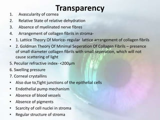 Cornea anatomy | PPTX