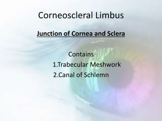 Cornea anatomy | PPTX