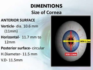 Cornea anatomy | PPTX