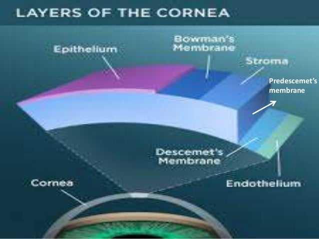 Cornea anatomy
