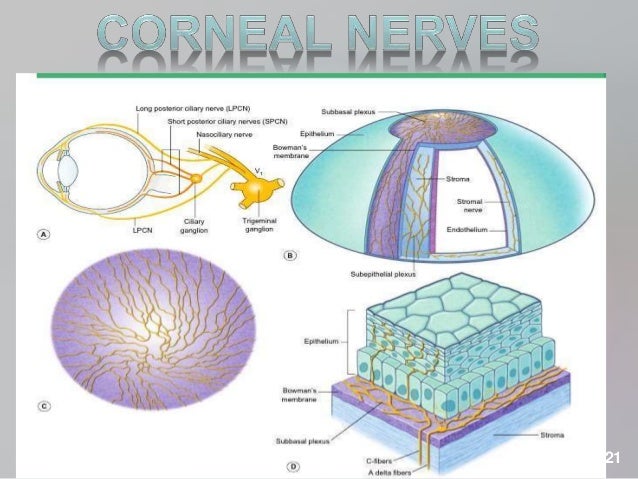 Cornea anatomy