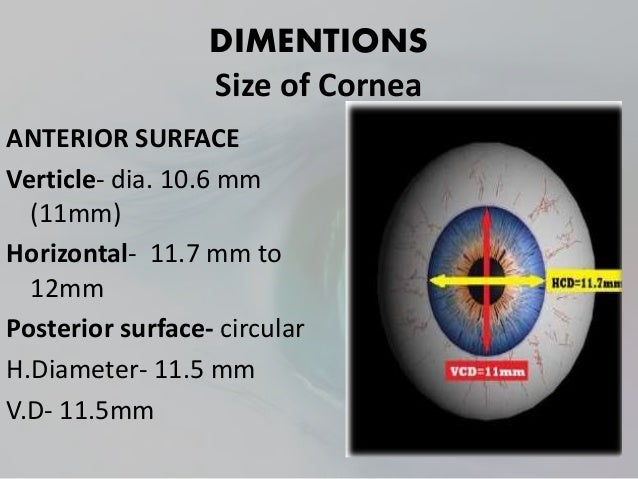 Cornea anatomy