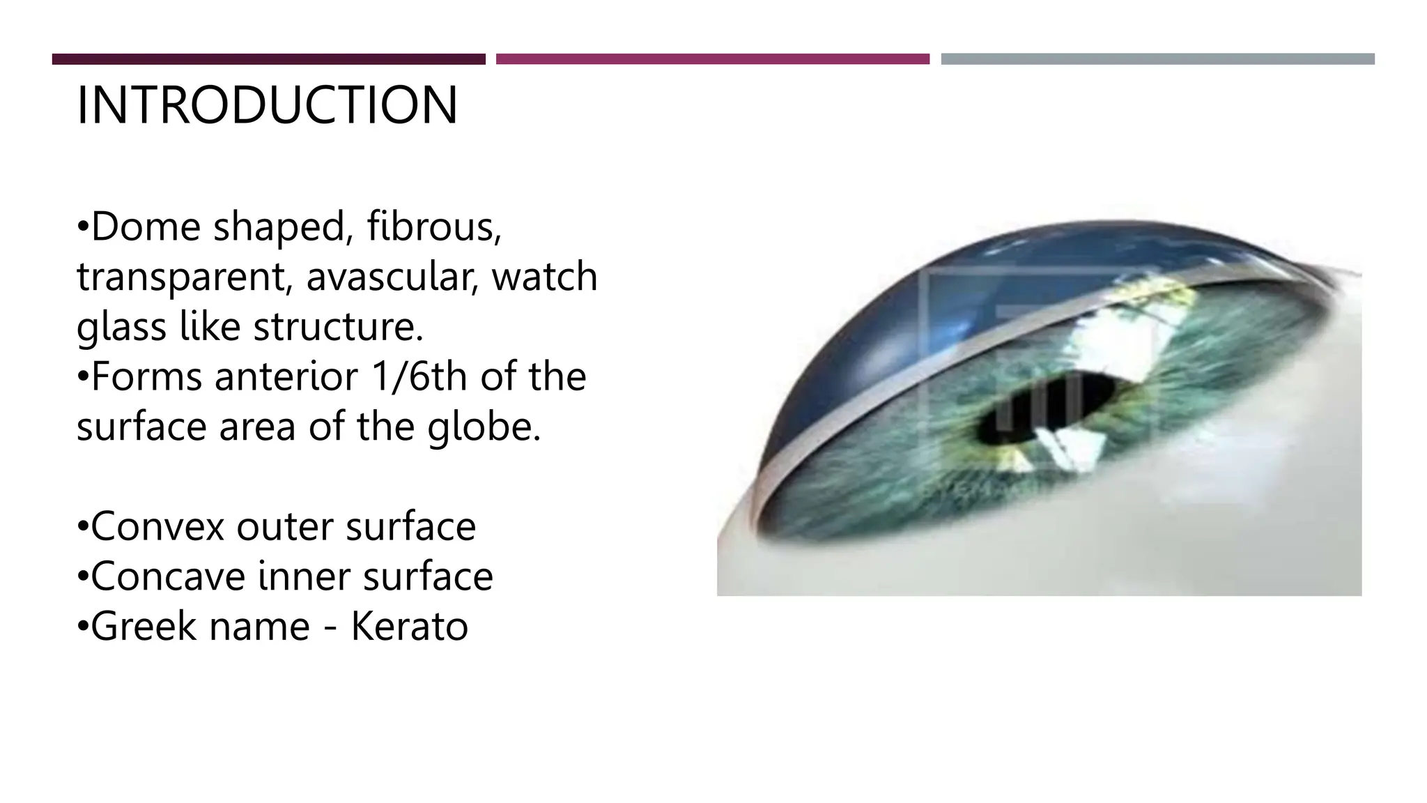 Cornea anatomy and physiology PowerPoint presentation | PPTX