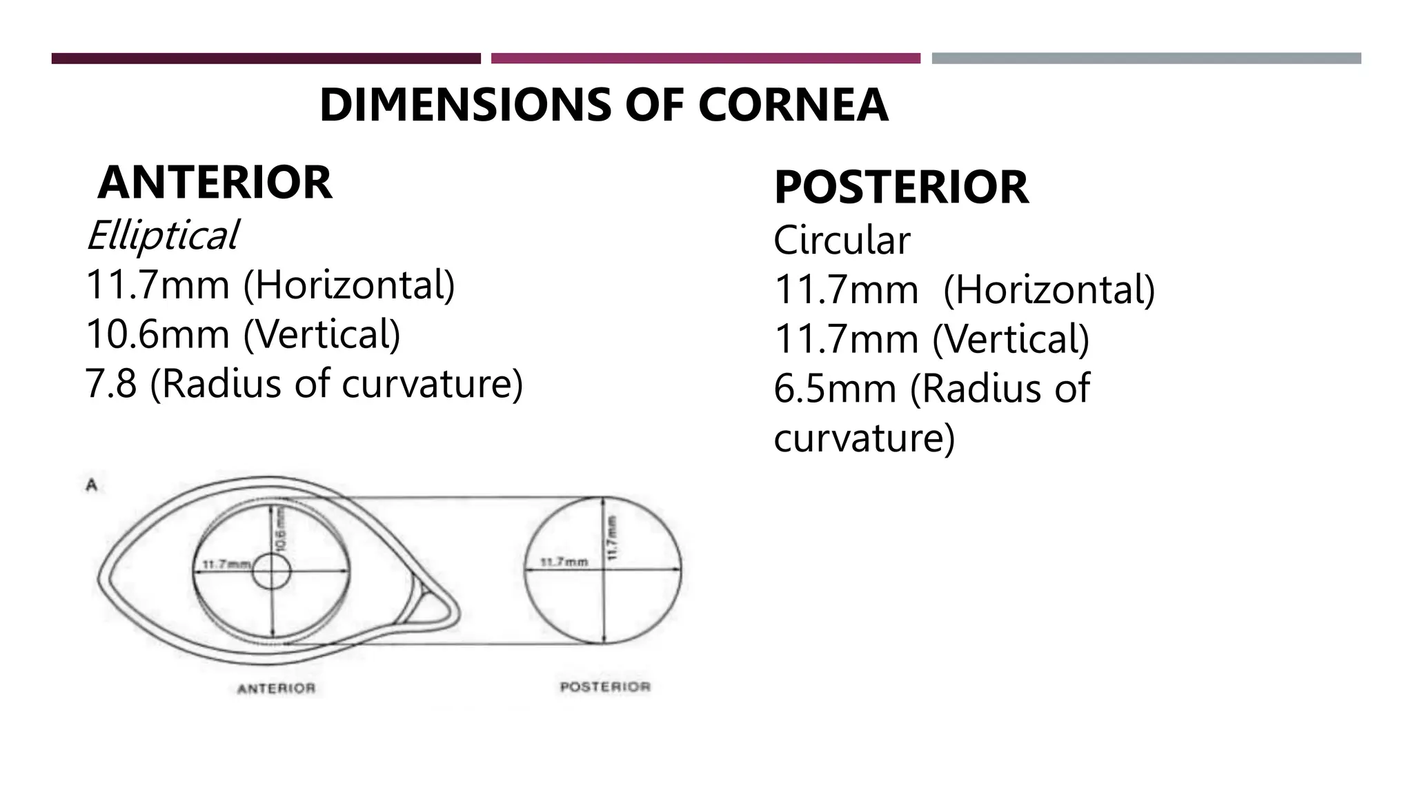 Cornea anatomy and physiology PowerPoint presentation | PPTX