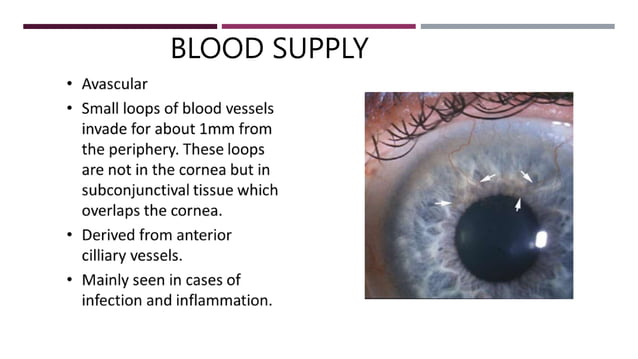 Cornea anatomy and physiology PowerPoint presentation | PPTX | Eye and ...