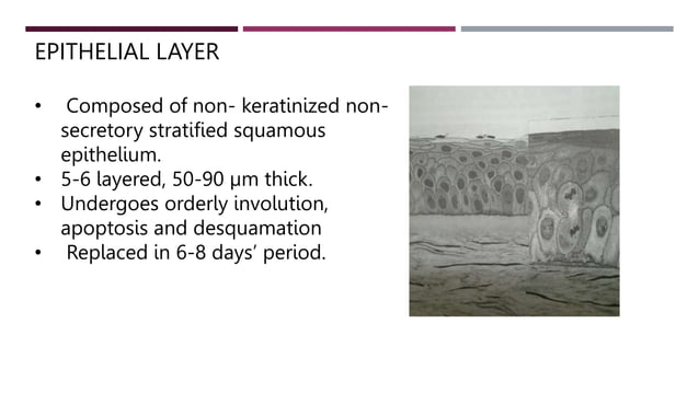 Cornea anatomy and physiology PowerPoint presentation | PPTX | Eye and ...
