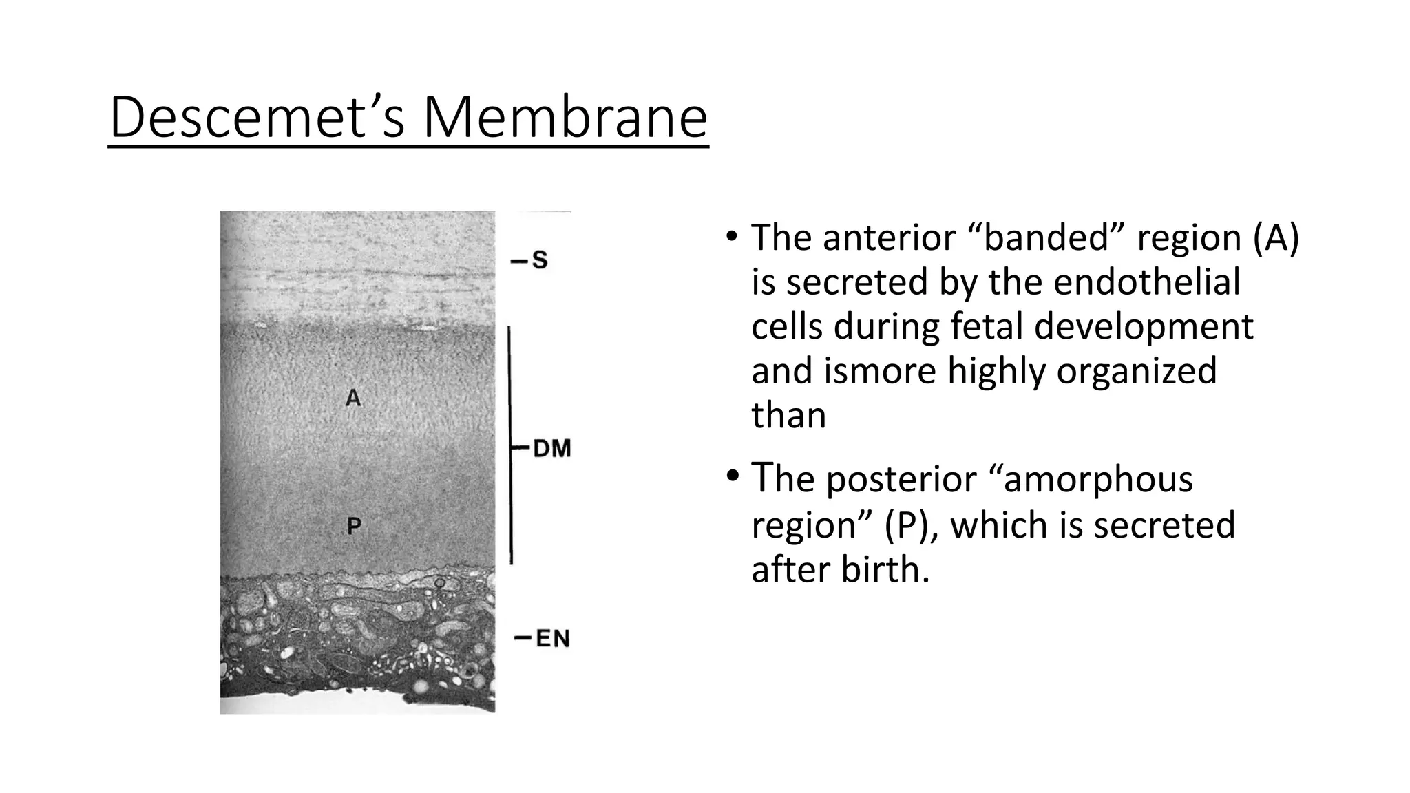Cornea anatomy & physiology | PPTX