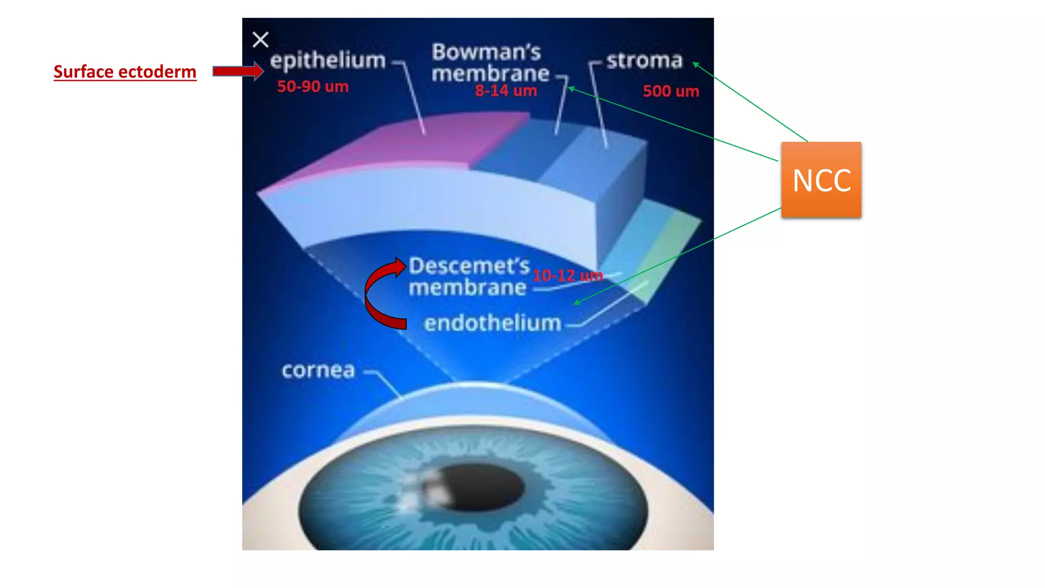 Cornea anatomy & physiology | PPTX