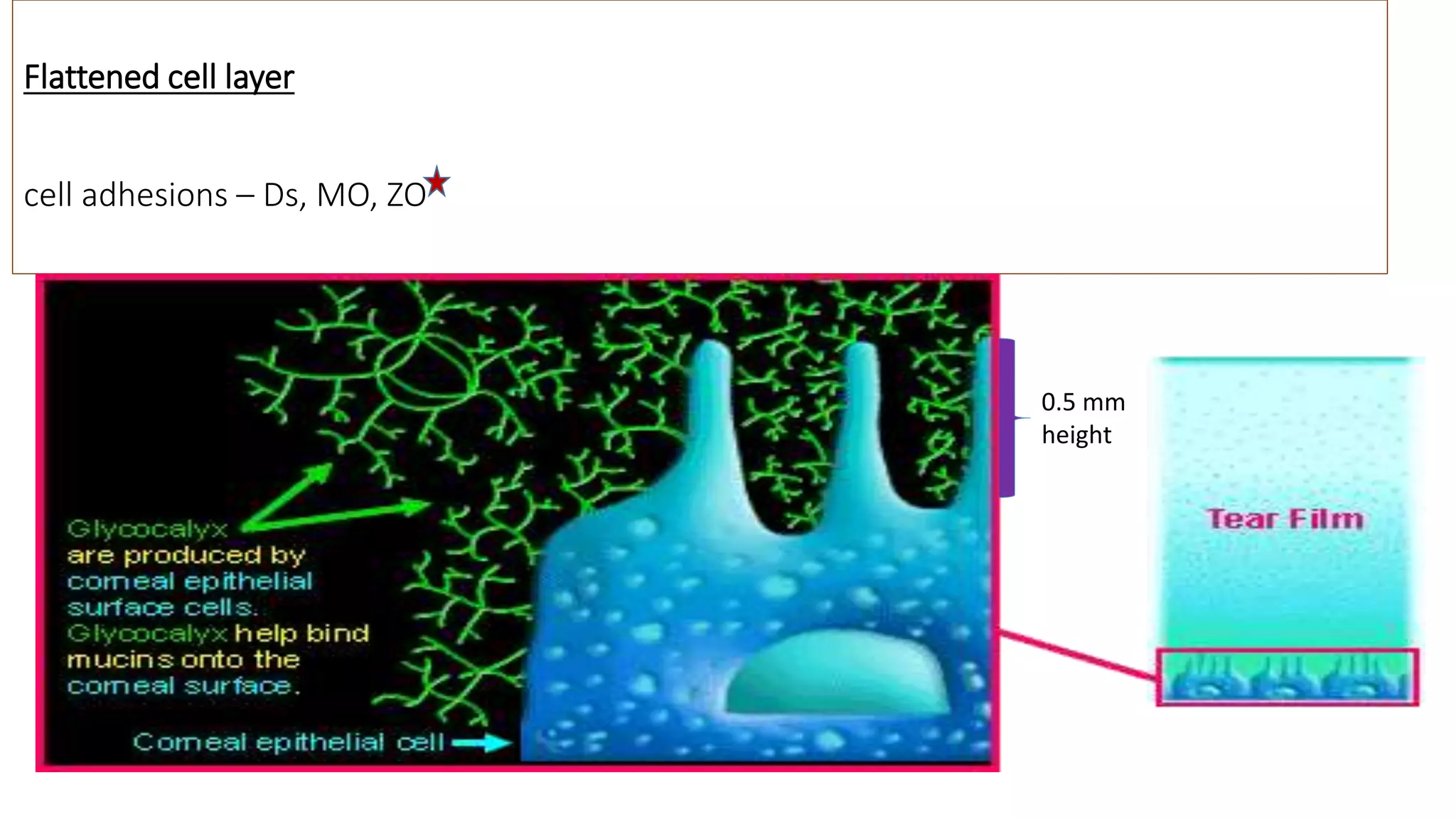 Cornea anatomy & physiology | PPTX