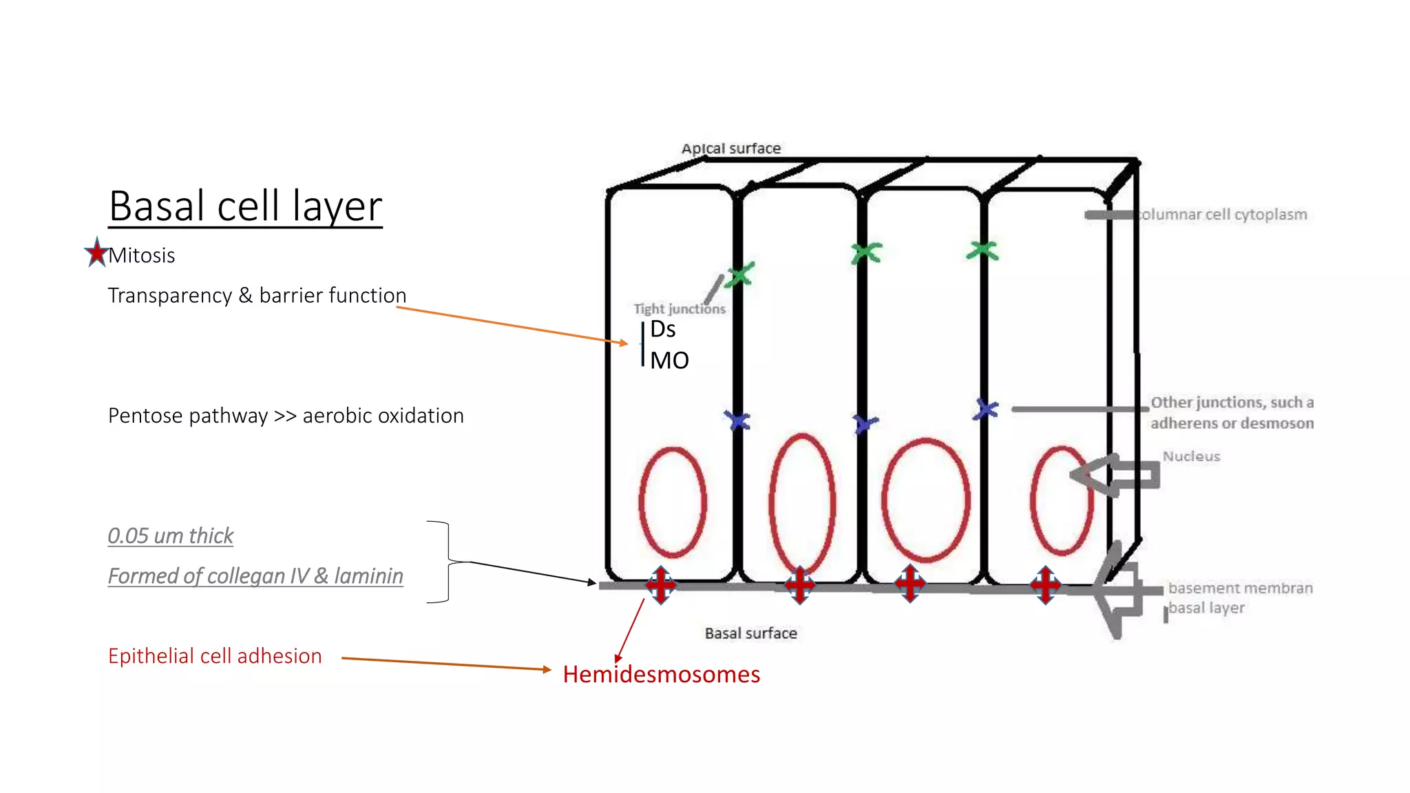 Cornea anatomy & physiology | PPTX