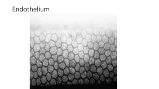 Cornea anatomy & physiology | PPTX