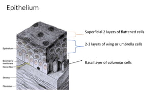 Cornea anatomy & physiology | PPTX