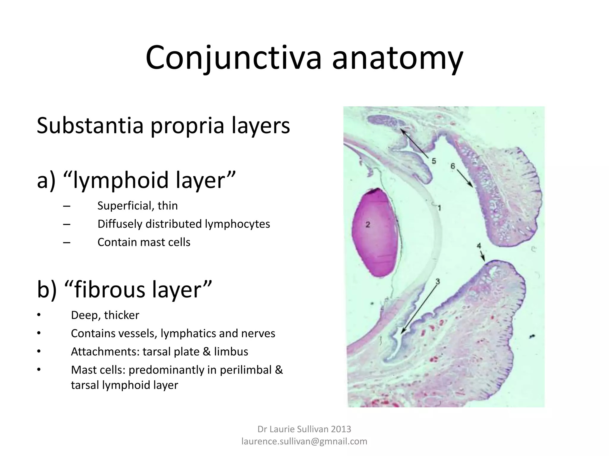 Cornea and ocular surface anatomy and physiology | PPTX