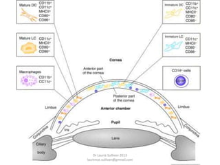 Cornea and ocular surface anatomy and physiology | PPTX