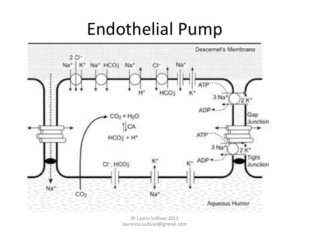 Cornea and ocular surface anatomy and physiology