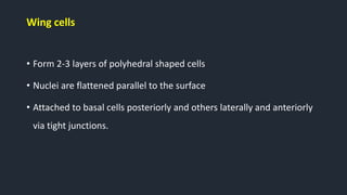 Cornea Applied anatomy.pptx