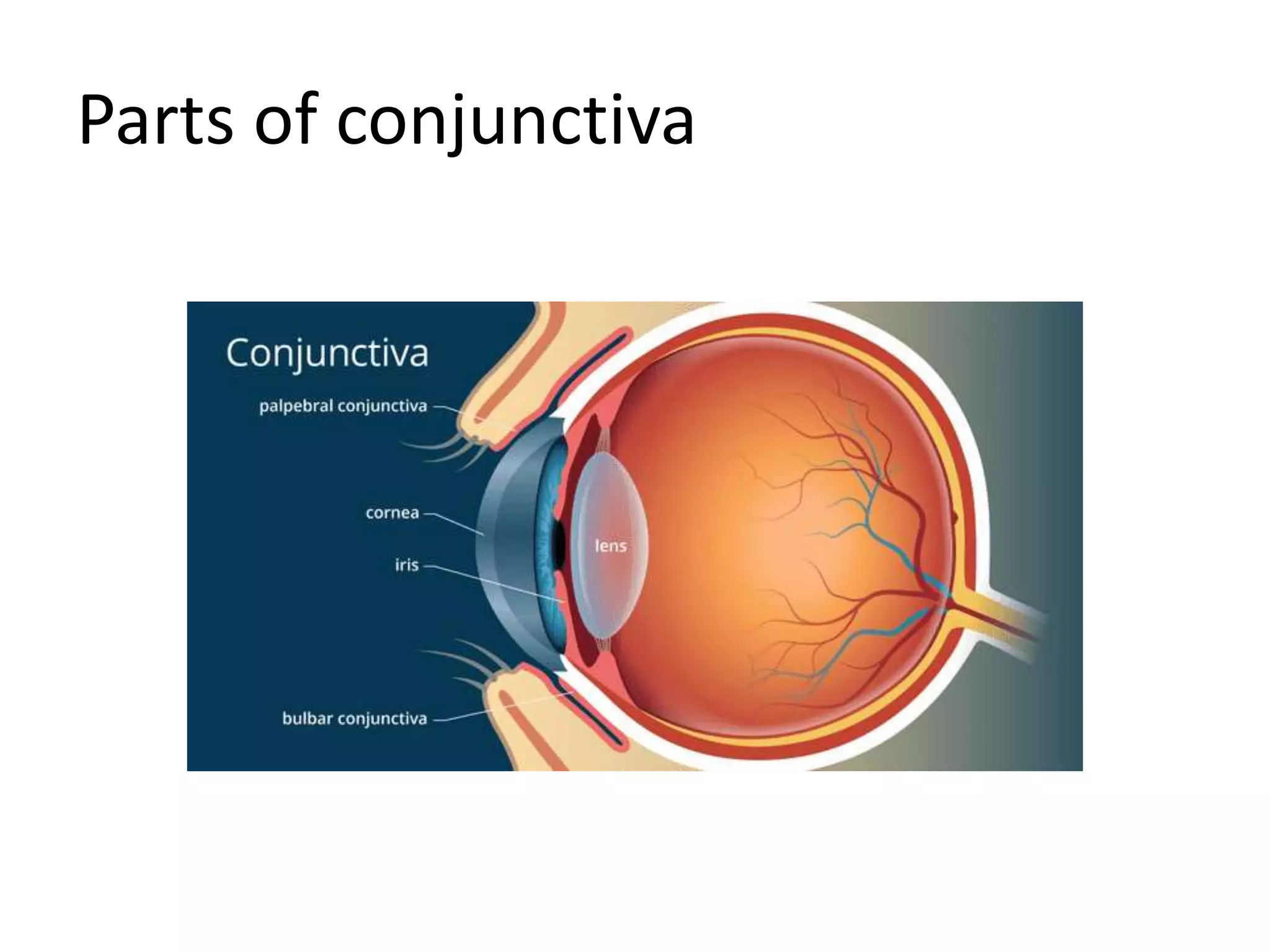 Anatomy of lacrimal apparatus and conjunctiva | PPTX