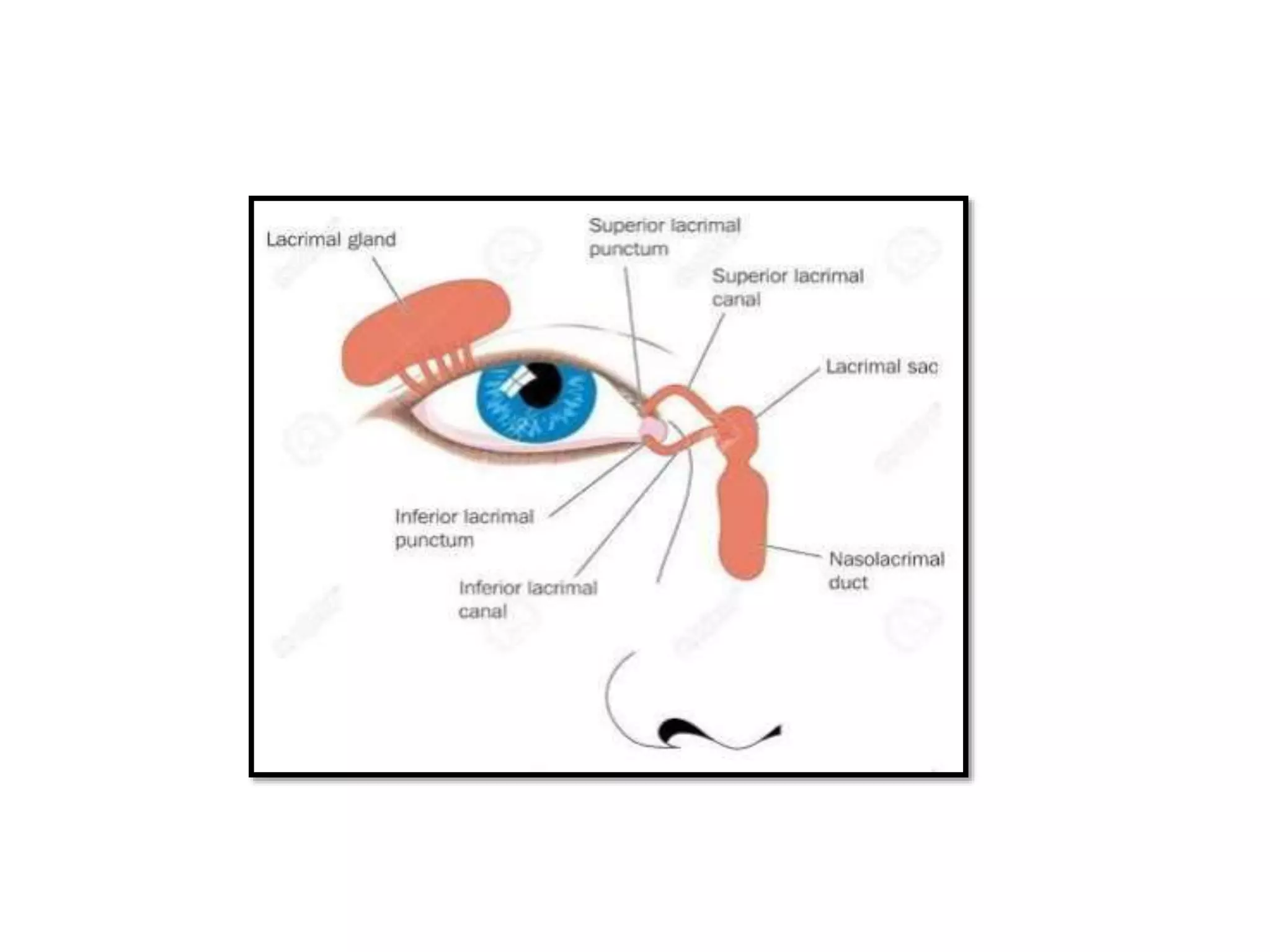 Anatomy of lacrimal apparatus and conjunctiva | PPTX