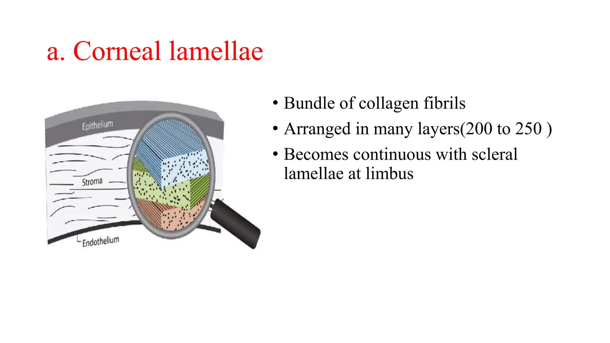 Corneal anatomy and anatomy of limbus ! | PPTX | Eye and Vision ...