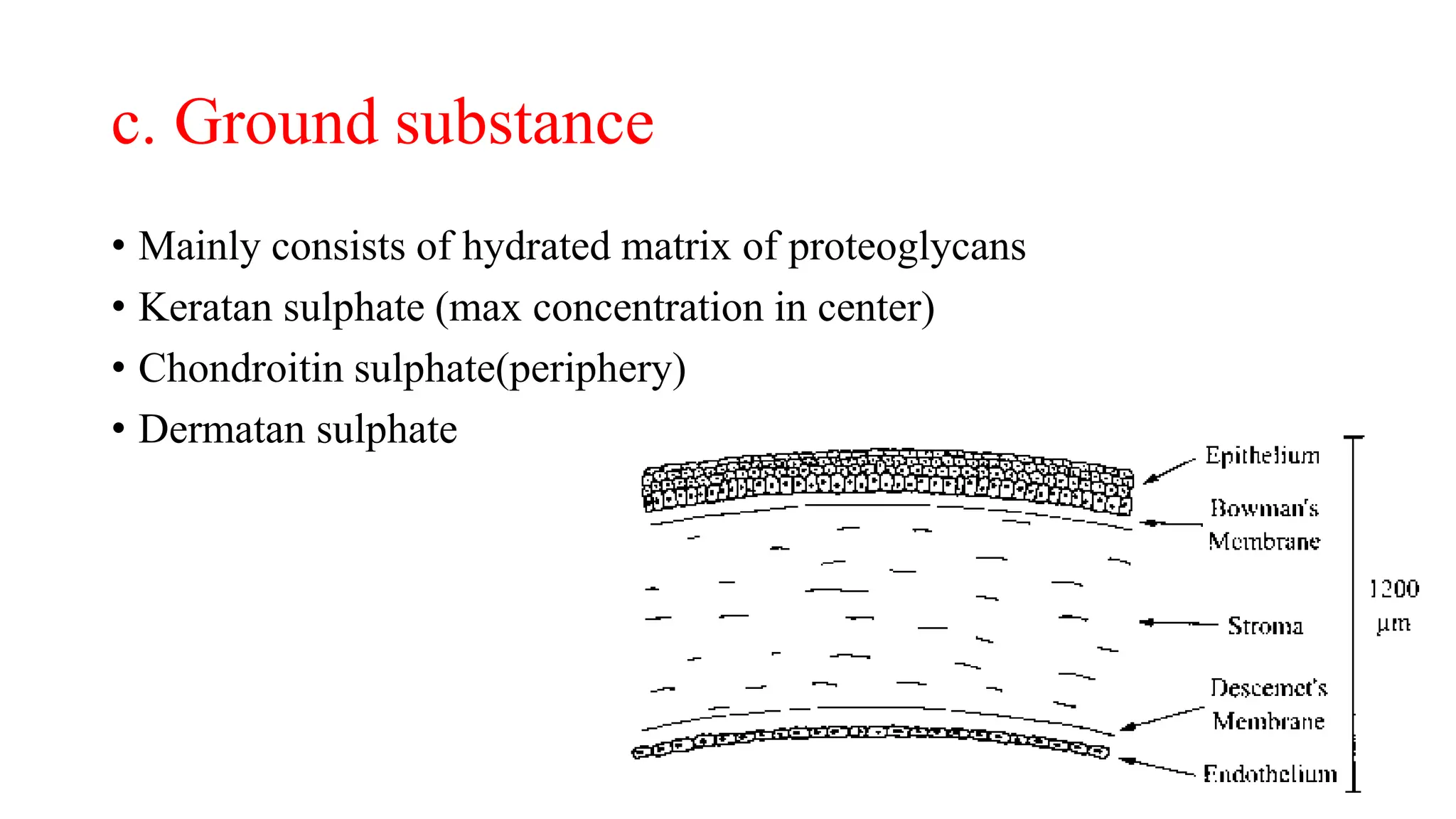 Corneal anatomy and anatomy of limbus ! | PPTX