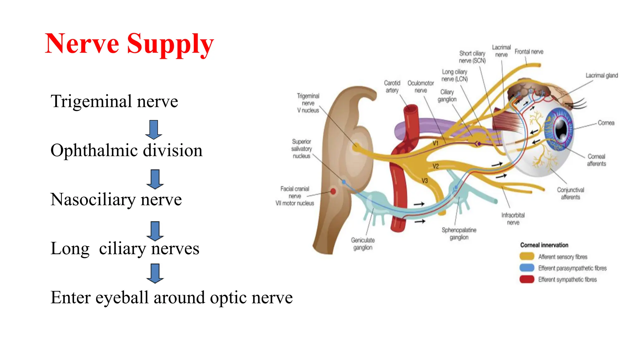 Corneal anatomy and anatomy of limbus ! | PPTX
