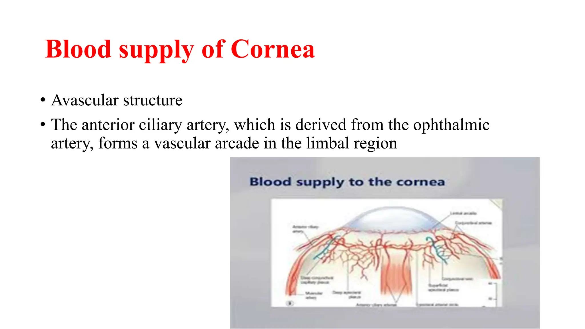 Corneal anatomy and anatomy of limbus ! | PPTX
