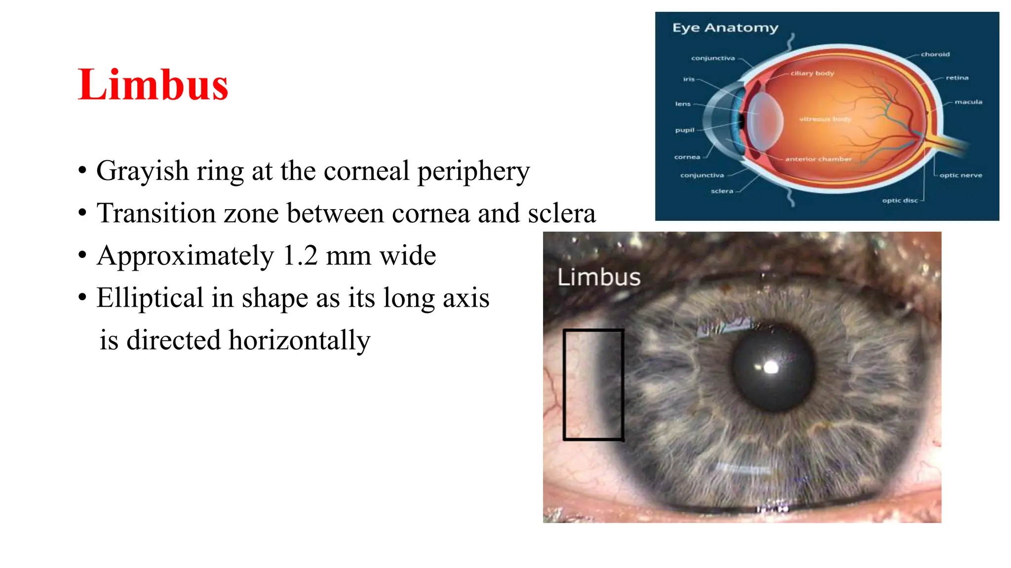 Corneal anatomy and anatomy of limbus ! | PPTX | Eye and Vision Conditions | Diseases and Conditions