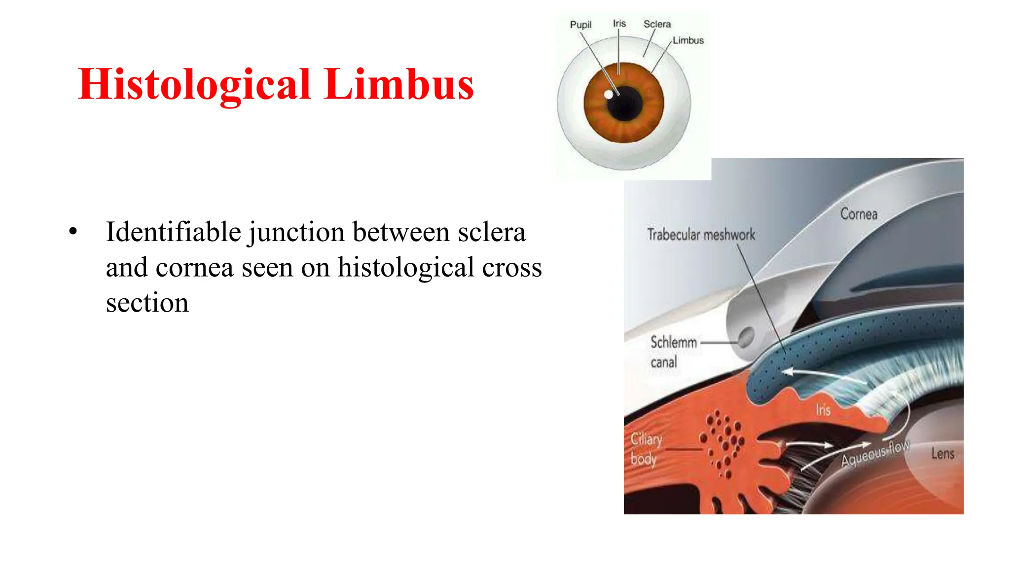 Corneal anatomy and anatomy of limbus ! | PPTX | Eye and Vision Conditions | Diseases and Conditions