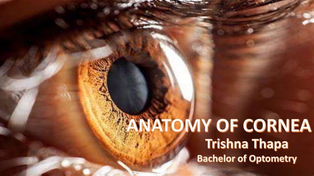 Corneal anatomy and anatomy of limbus ! | PPTX | Eye and Vision ...