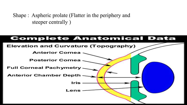 Corneal anatomy and anatomy of limbus ! | PPTX | Eye and Vision ...