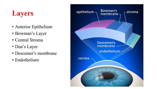 Corneal anatomy and anatomy of limbus ! | PPTX | Eye and Vision ...